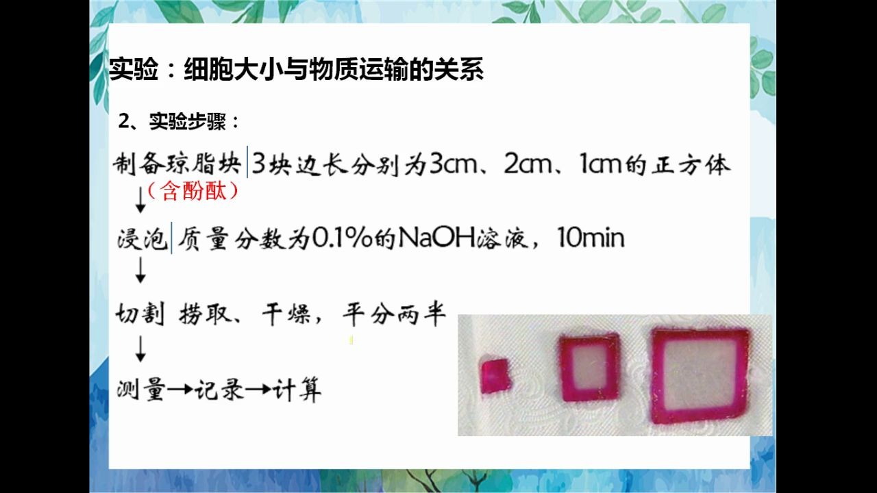 【高中生物】必修一第六章-细胞的增殖之细胞大小与物质运输效率的...