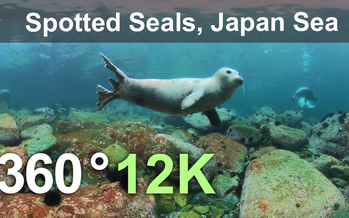 【360°全景VR视频】水下世界7 斑海豹