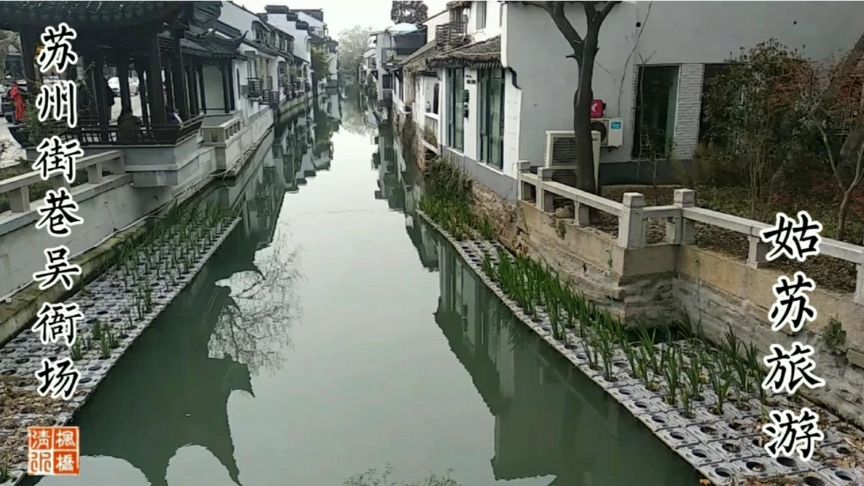 苏州古城仅存的一棵红豆树,明代活文物,探访“红豆山庄”旧址