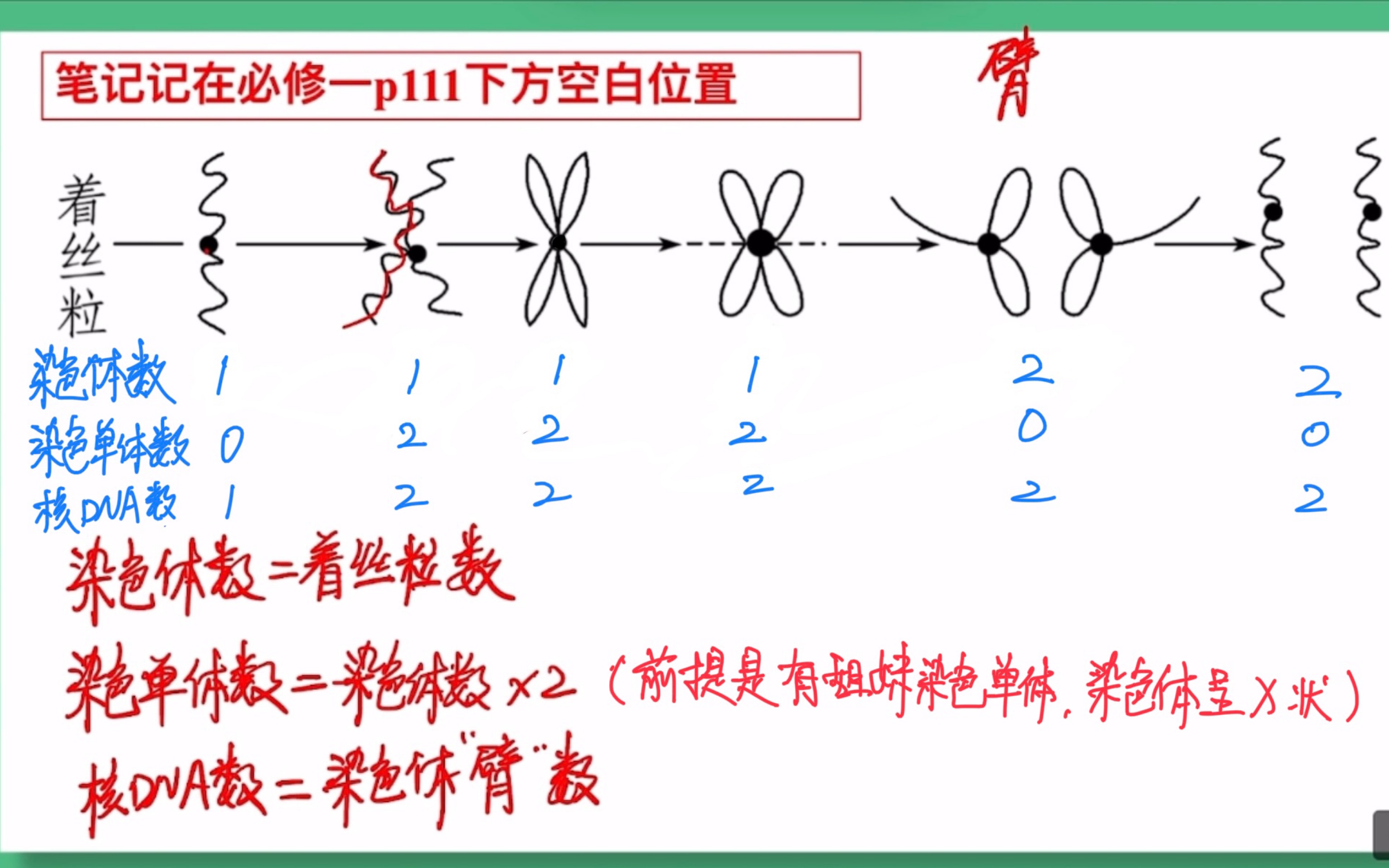 染色体、染色单体、核DNA数目的判定