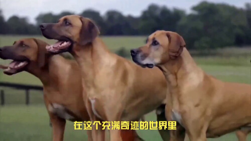 世界上极大的狗,女主人为它40岁还没结婚,真是让人惊讶!