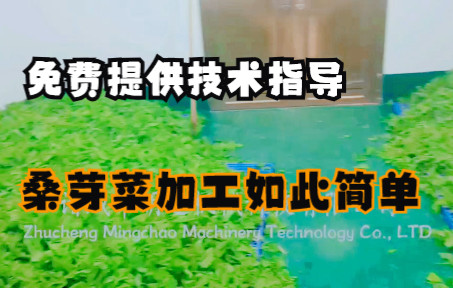 全自动桑芽菜加工设备 桑芽菜清洗漂烫流水线 广东桑叶菜加工生产线...