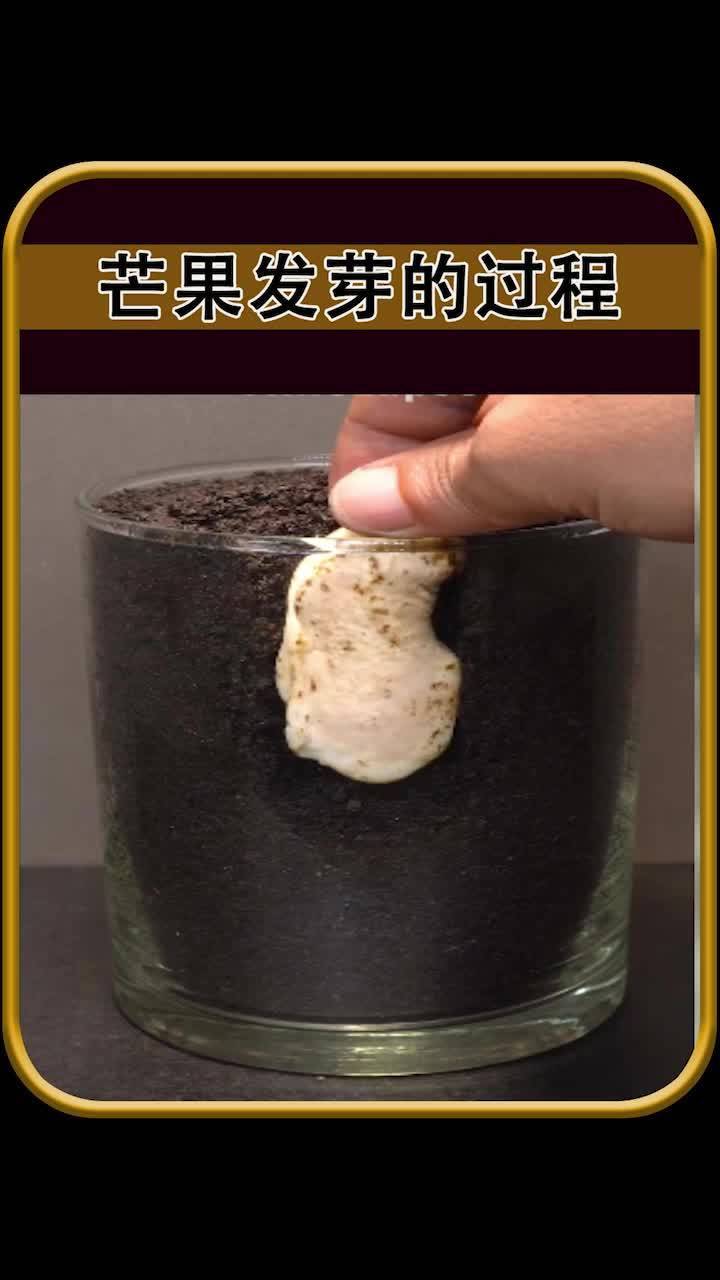 芒果发芽的过程
