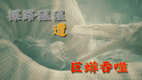 狒狒模拟器06:探路狒狒遭通天巨蟒吞食,猩猩大军即将倾巢而出