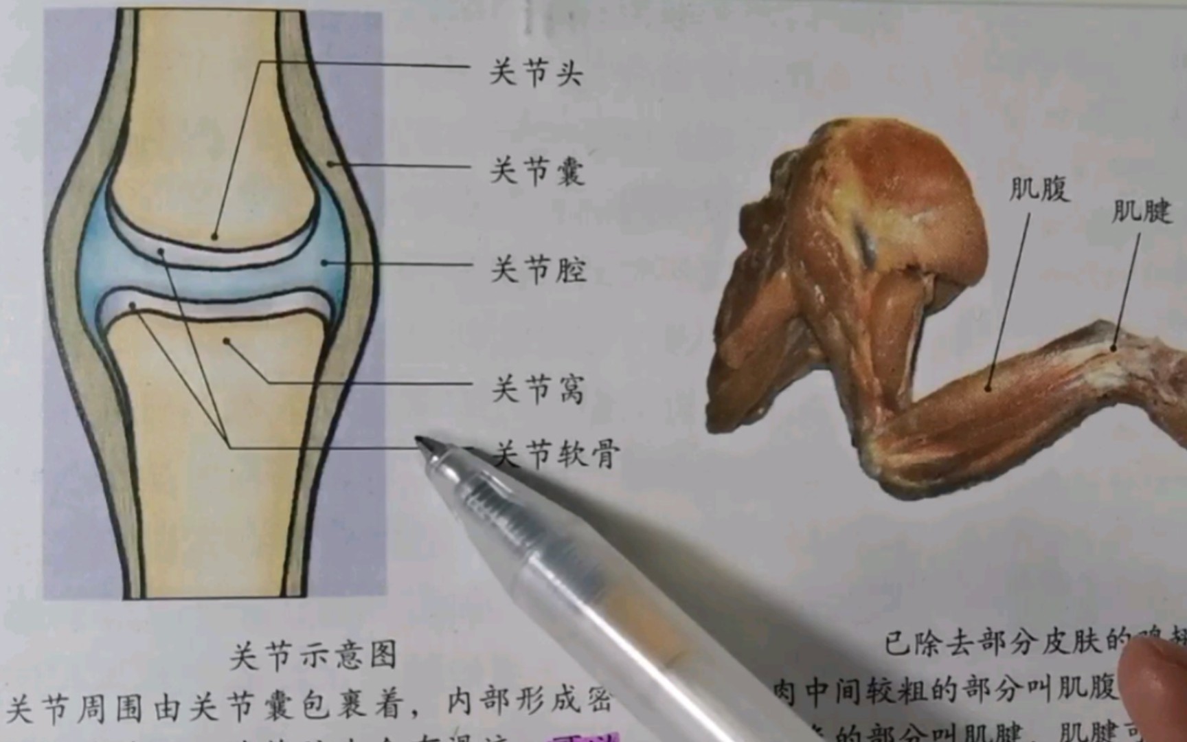 运动系统 骨 关节 肌肉 屈肘 伸肘(人教版初中生物八年级上册)