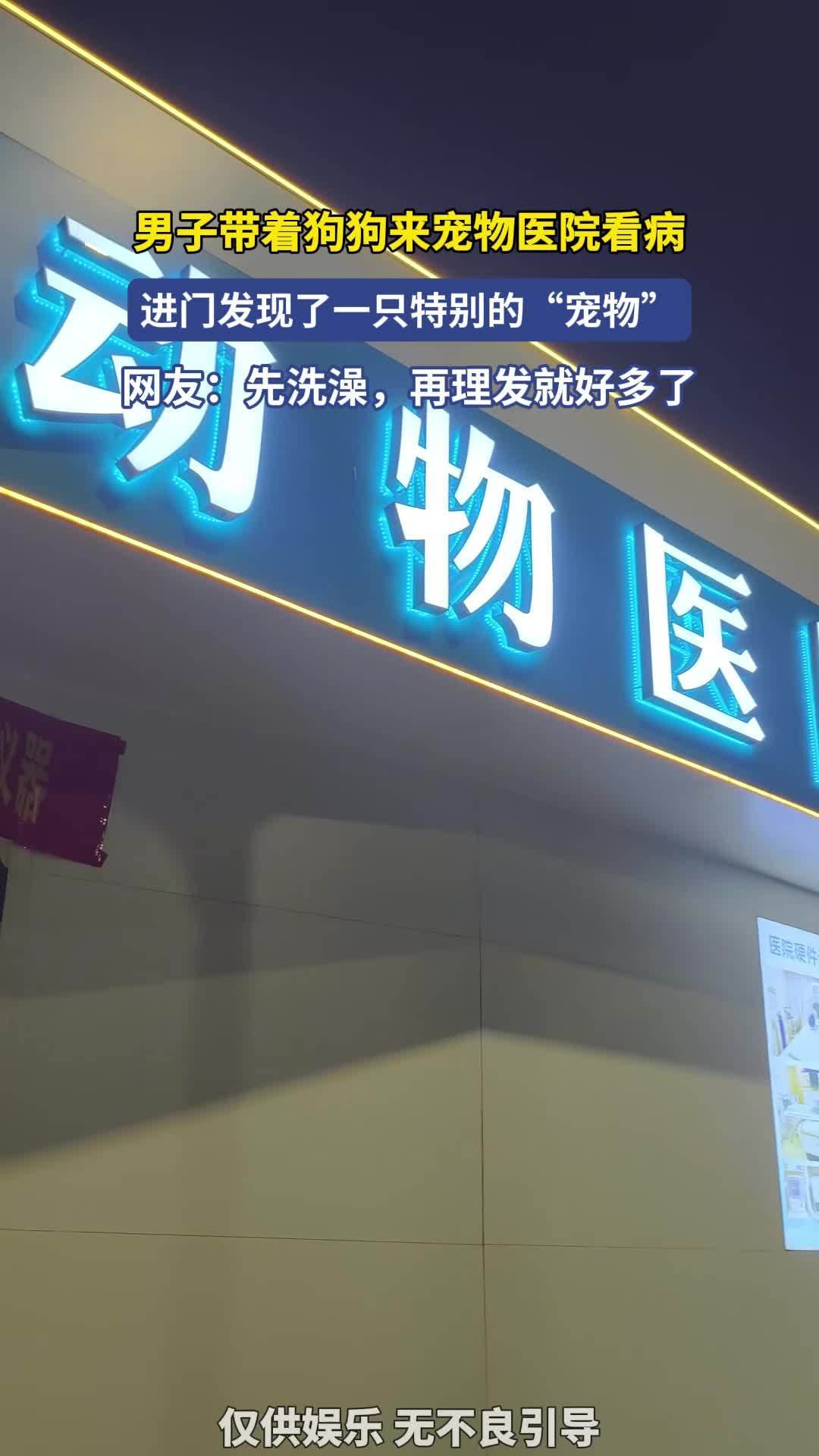 男子带着狗狗来宠物医院看病,进门发现了一只特别的"宠物"