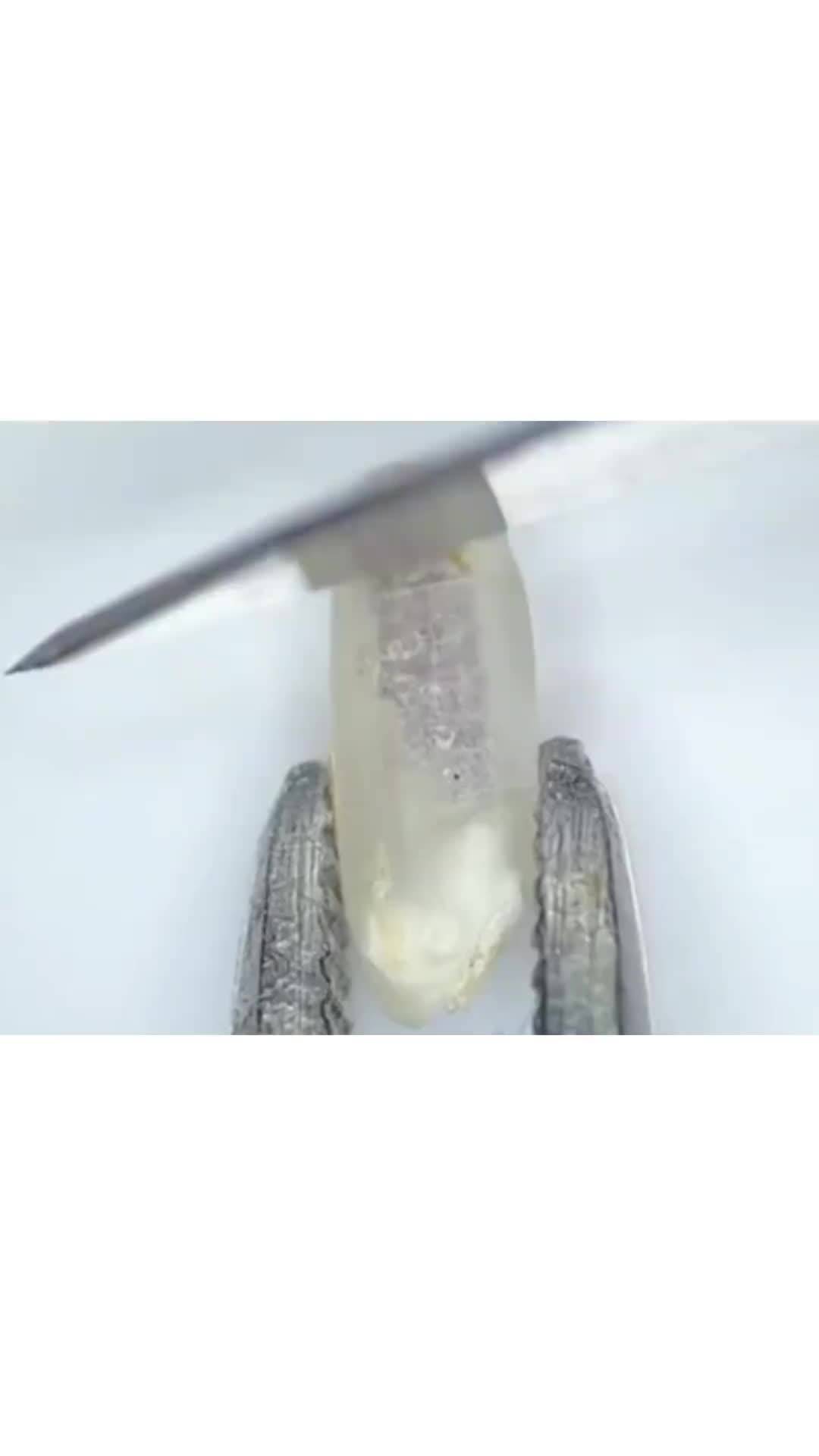 米象是怎么钻进米里的?