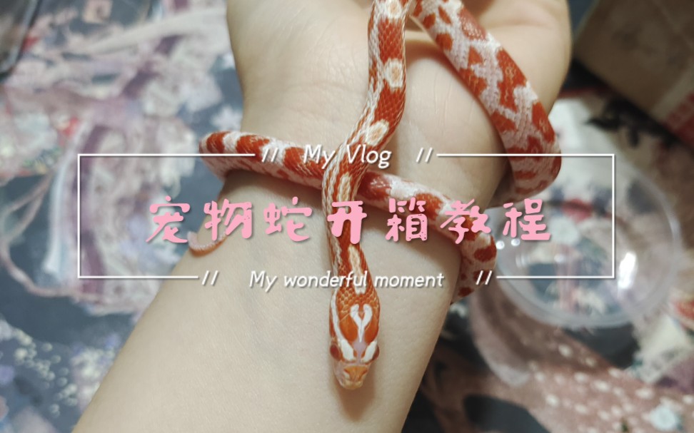 宠物蛇的基本开箱教程