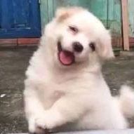 梵呦呦优 