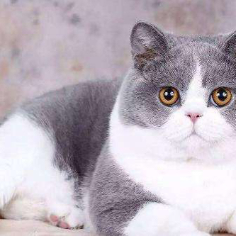 订单流交易分享者 