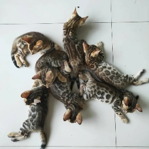 阿布手工u 