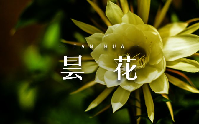 昙花,今天给大家介绍一种卷叶昙花,花都见过,但您见过昙花果么