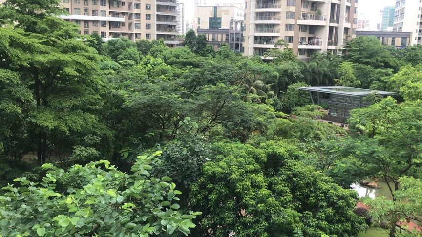 想看一下绿化覆盖率高的小区嚒?现在带你们去看看