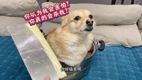 主人举刀欲杀狗,下一秒狗狗的反应让人笑喷了!