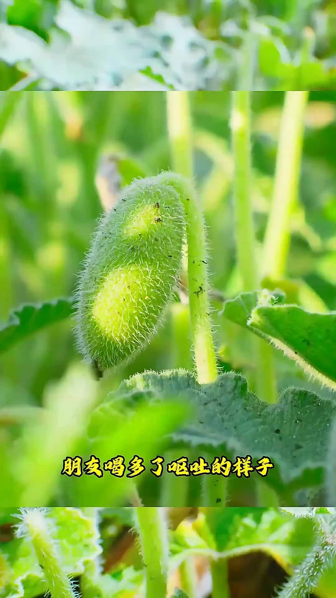 这像不像你朋友喝多了呕吐的样子!