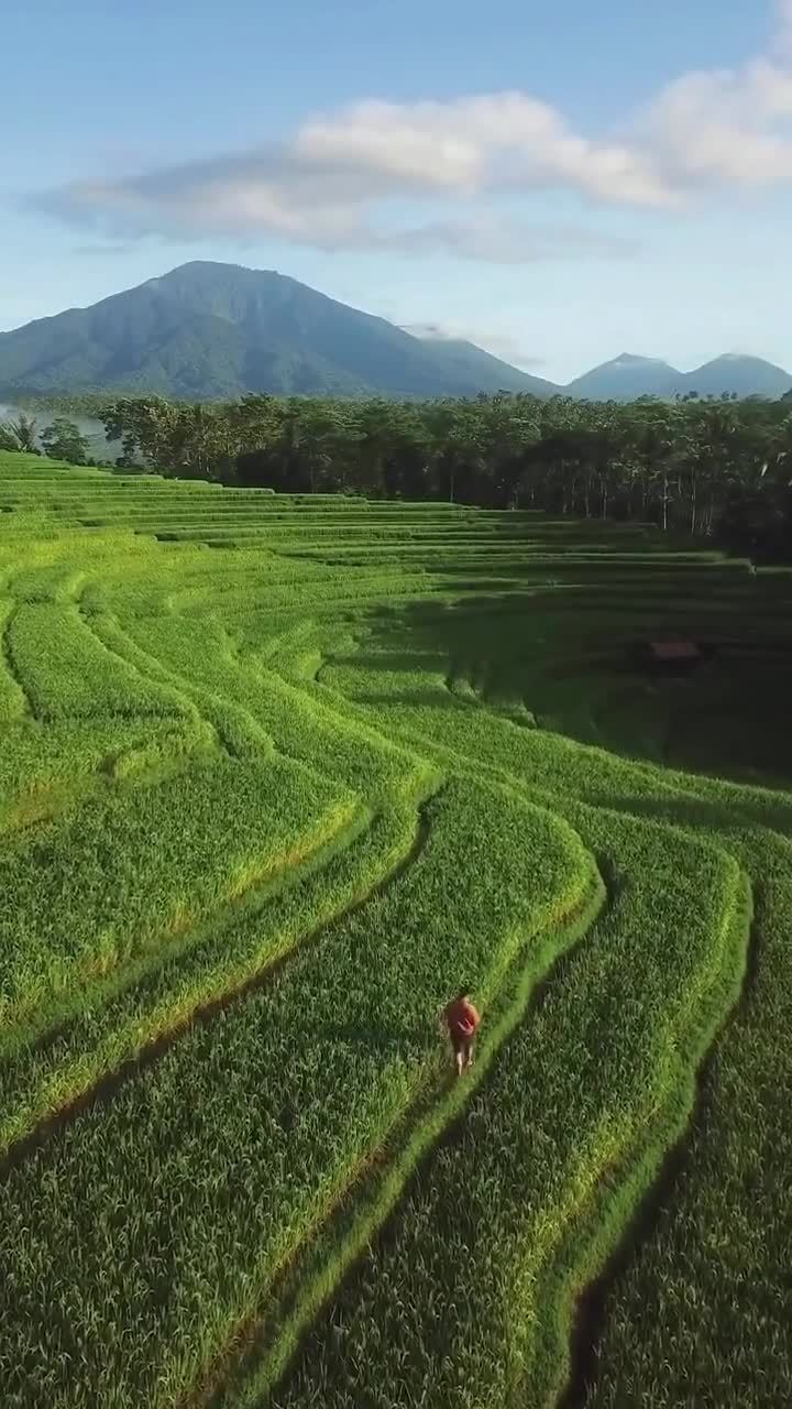 真正的巴厘岛是稻谷生长的地方 自然之美巴厘岛