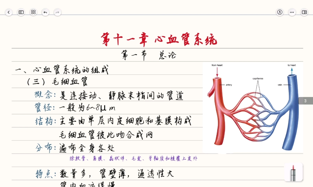 【小白闲扯系解学】血液循环 心血管系统的组成(毛细血管)