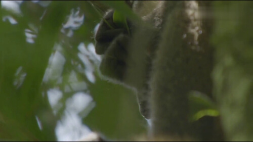 它们的森林家园,日益遭到人类的破坏,竹子消失它们也会灭绝