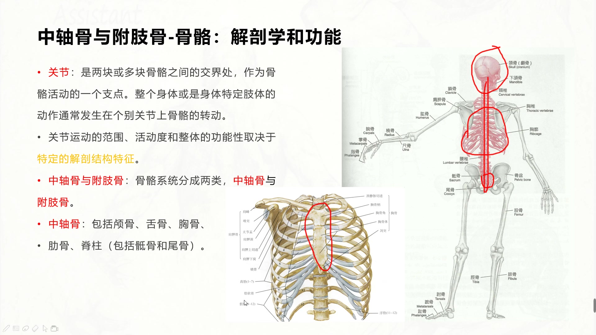 基础肌动学第2章-关节的结构和功能