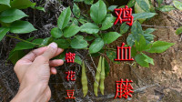 原来“鸡血藤”植物长这样!3大用途与价值了解下,一起来认识它