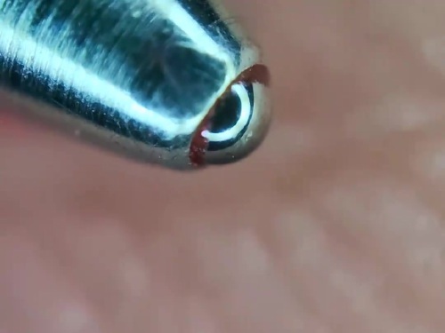 显微镜下的这些东西你能猜出来吗