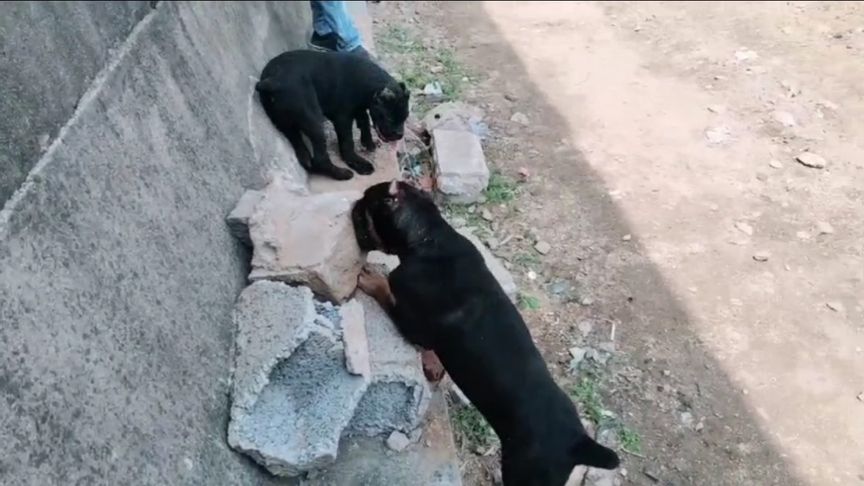 农村小伙两千块买了两只卡斯罗狗值吗?他俩老是打架