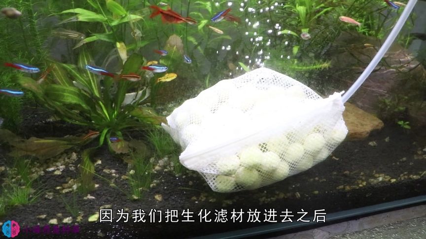 鱼缸用硝化细菌还要买?其实可以去“偷”硝化细菌