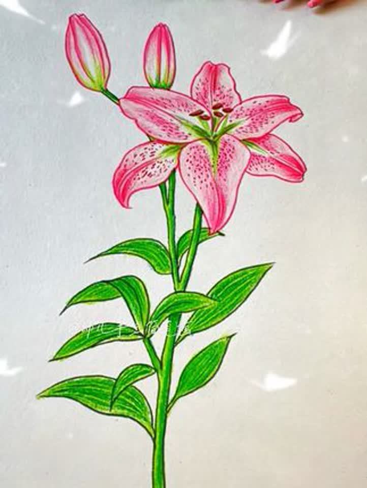 百合花保姆级教程 #儿童画 #简易花草画法 #彩铅手绘 # #春天的色彩