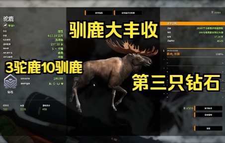 第一期《猎人:荒野的召唤》育空河谷,新手猎人打猎之旅,钻石驼鹿达成,...