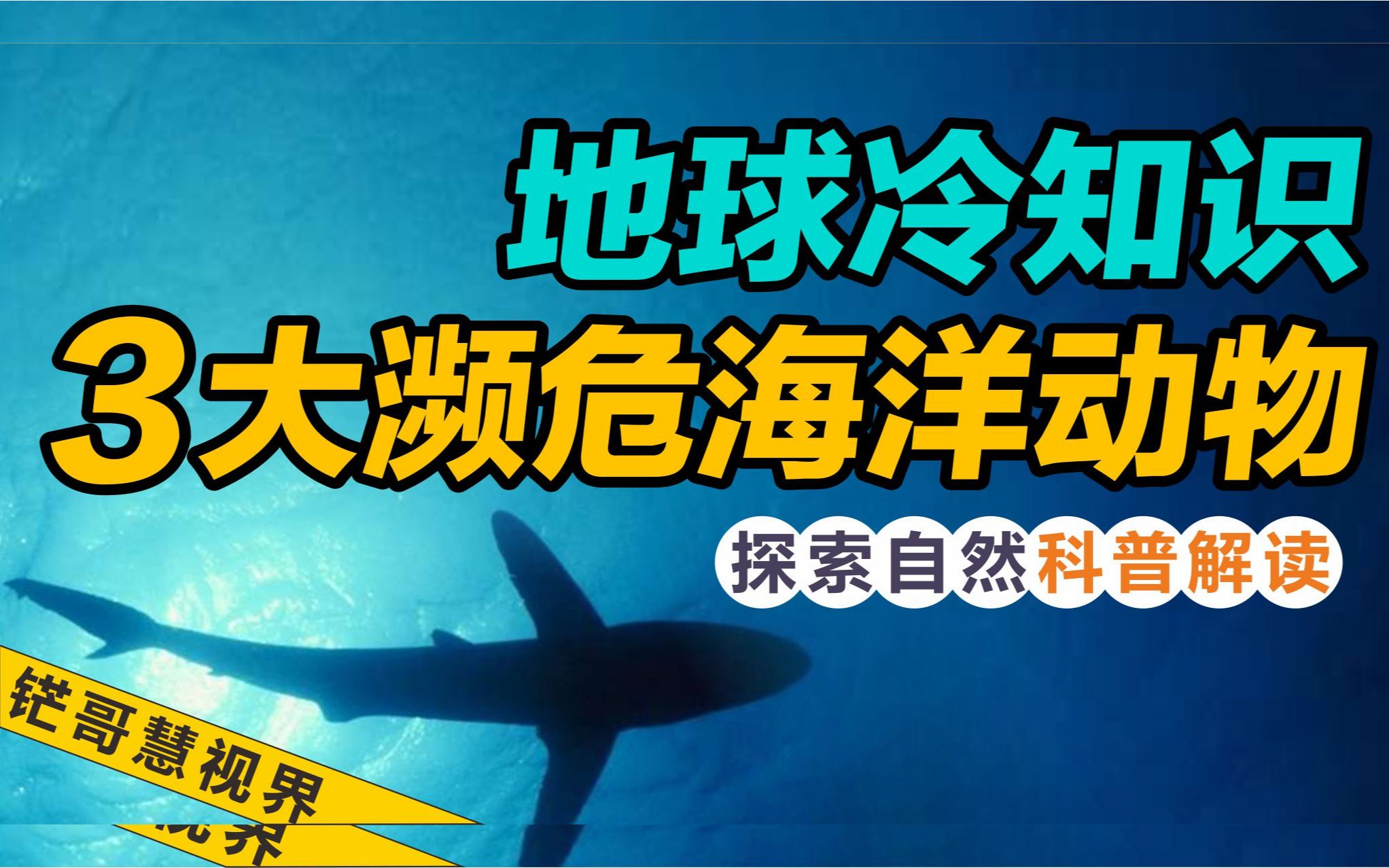 地球冷知识,3大濒危海洋动物。温顺无敌,却几乎被人类赶尽杀绝