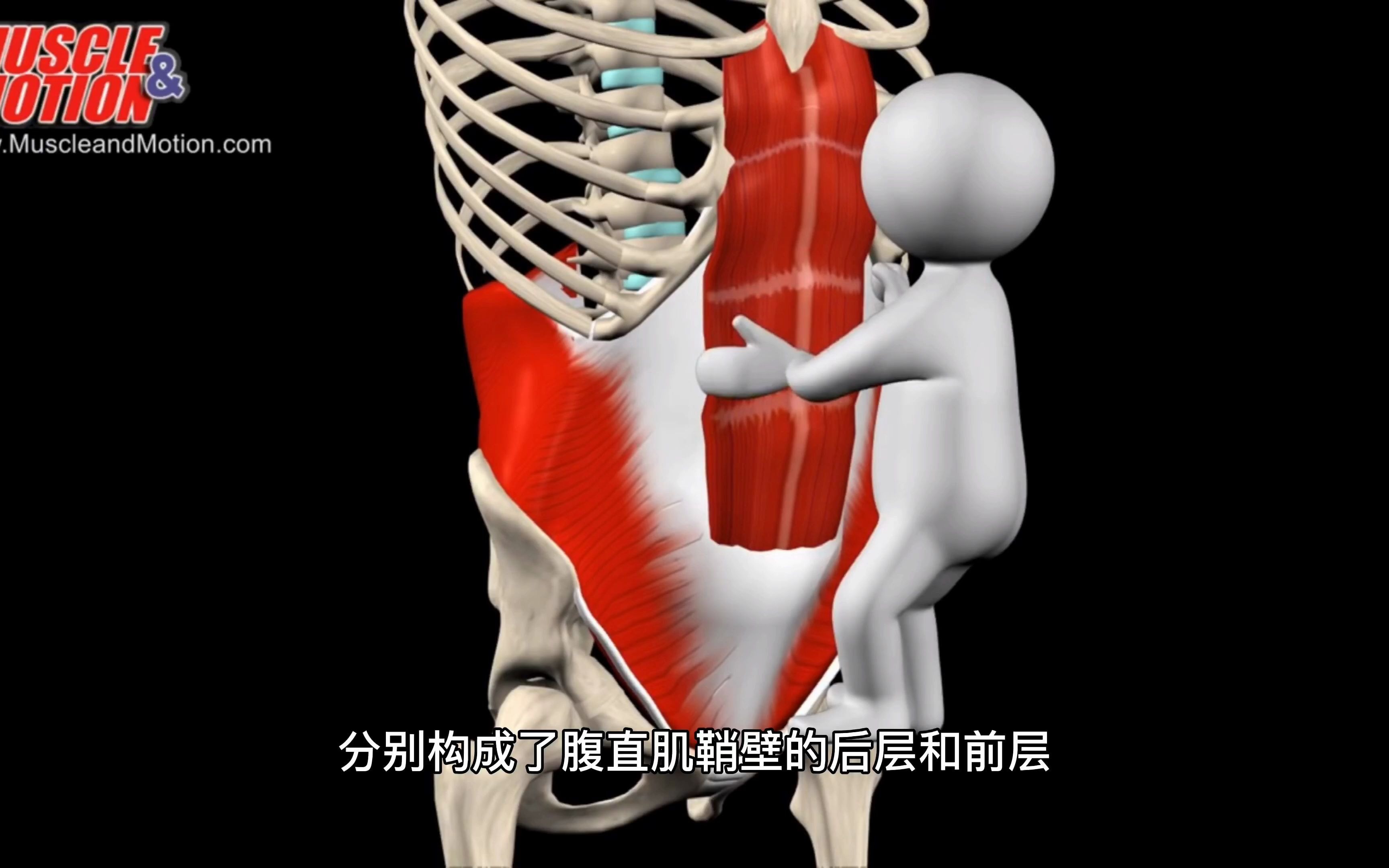 【3D解剖】了解腹部肌肉的构造(配音版)