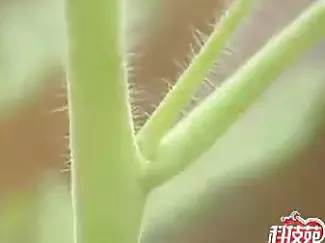 番茄种植技术视频教程02