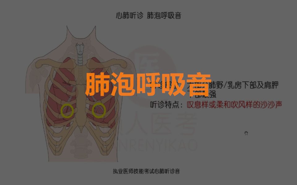 肺泡呼吸音是由于空气在细支气管和肺泡内进出移动的结果。
