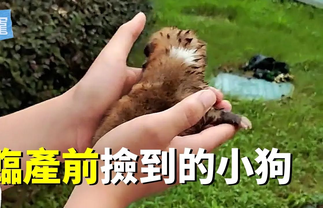 捡到小狗的当晚,临产的妻子就生了!