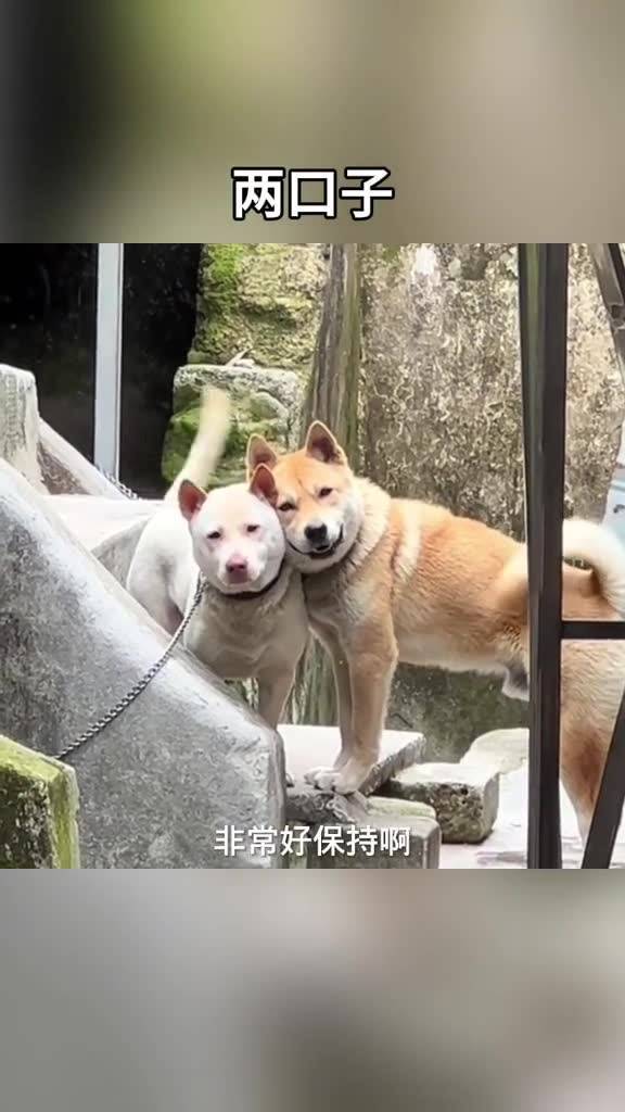 确认过了,确实是两口子