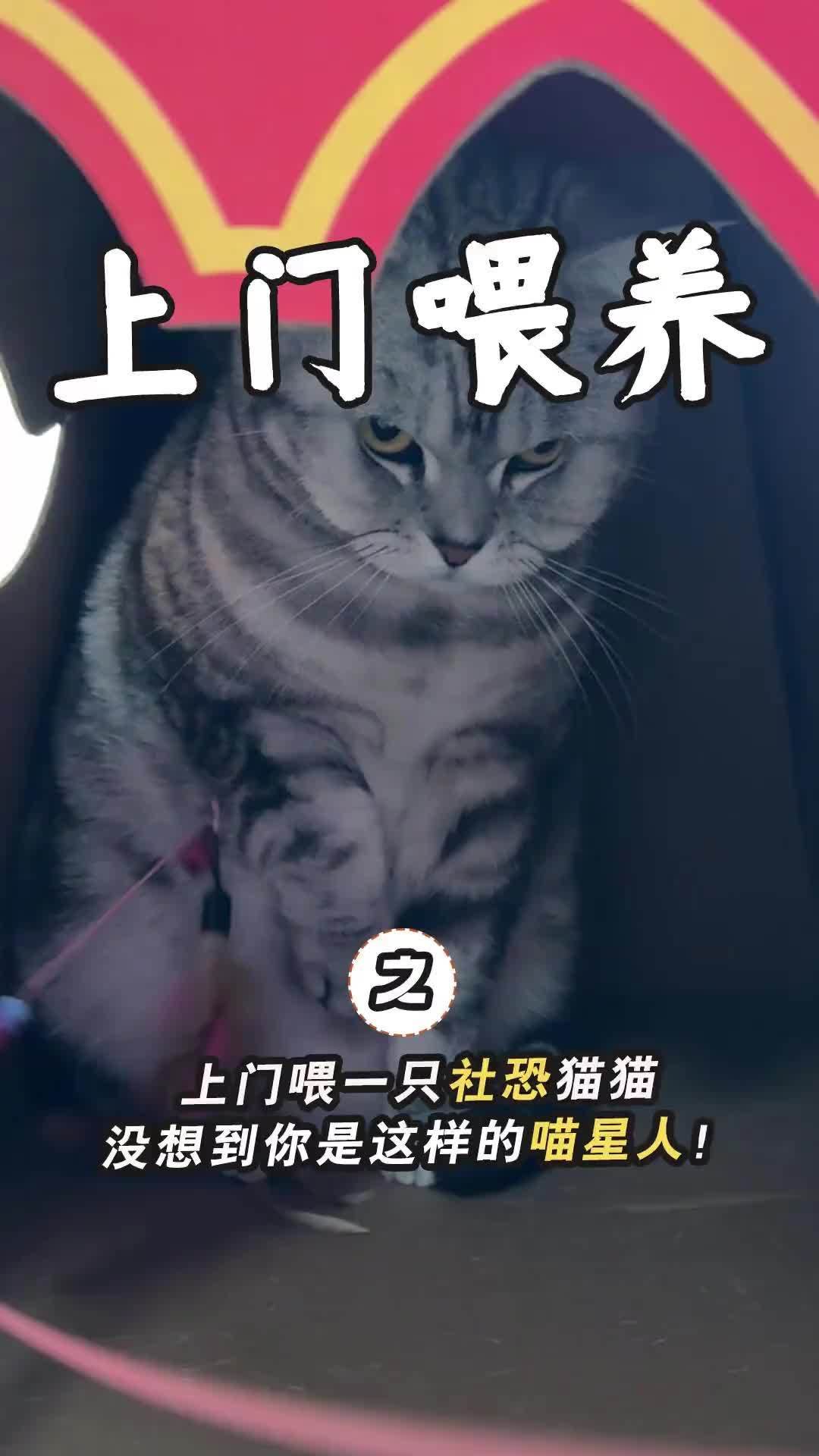 上门喂猫差点猫都没见着,猫咪的迷惑行为把我给整不会