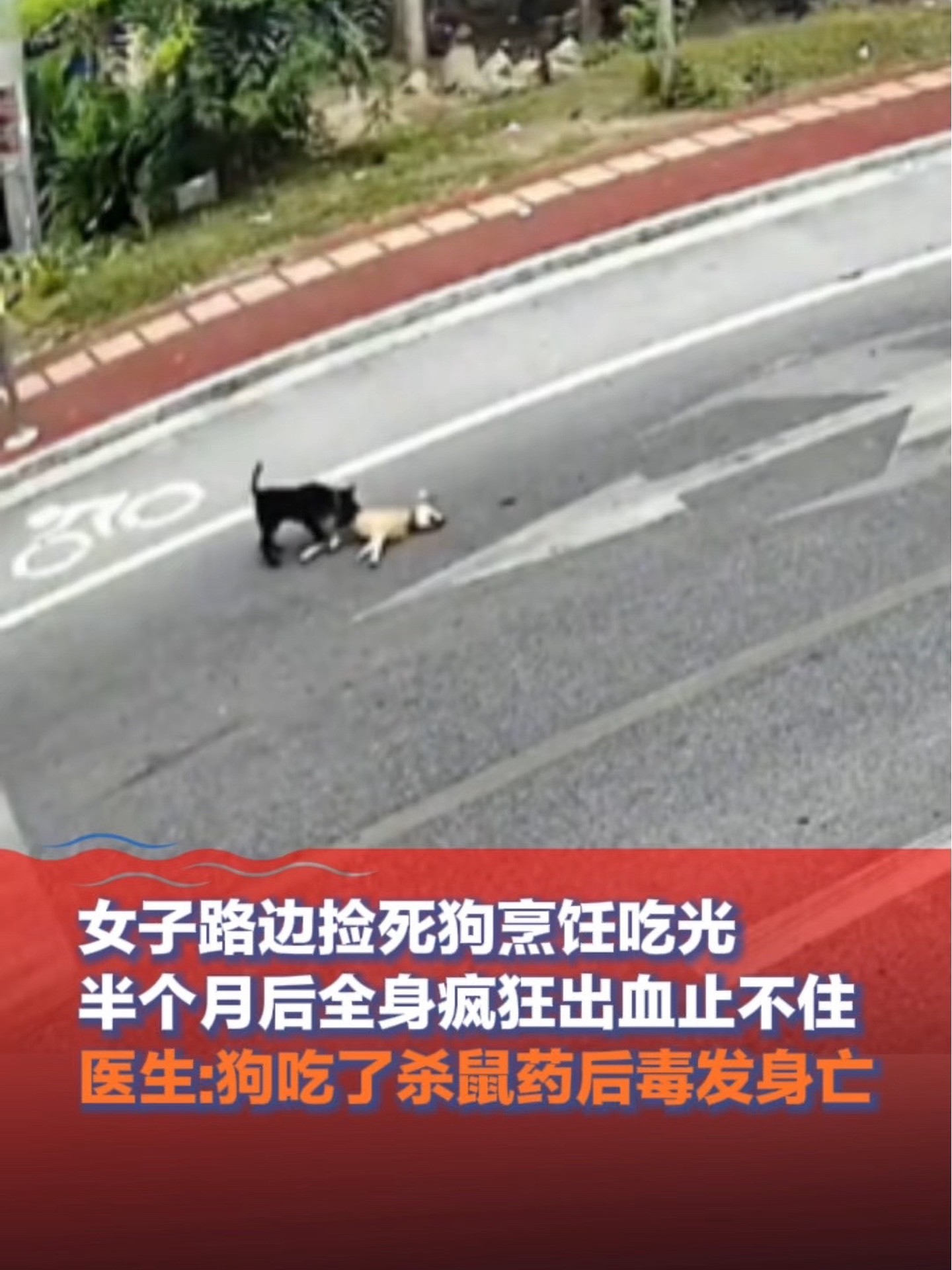 狗吃了杀鼠药后毒发身亡,相当于间接食用杀鼠药