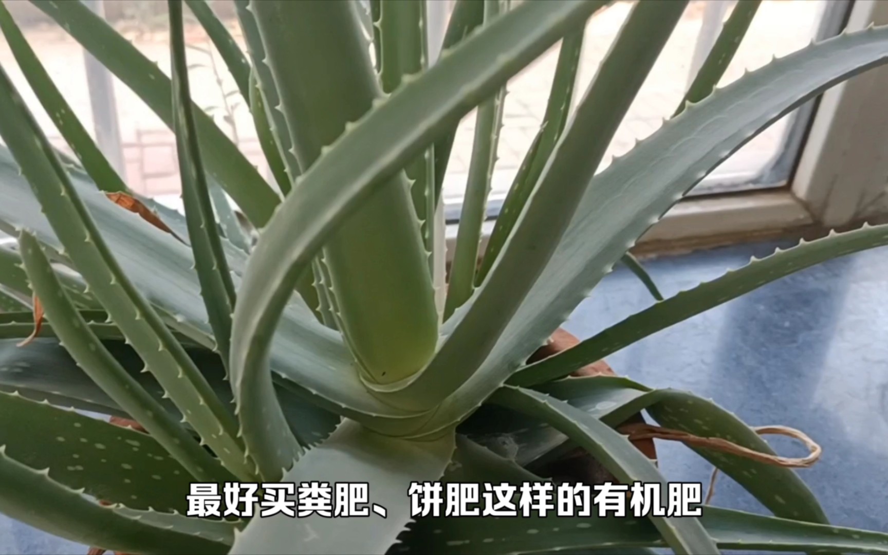 木立芦荟是家庭必备花卉，它观赏价值不高，但药用价值极好
