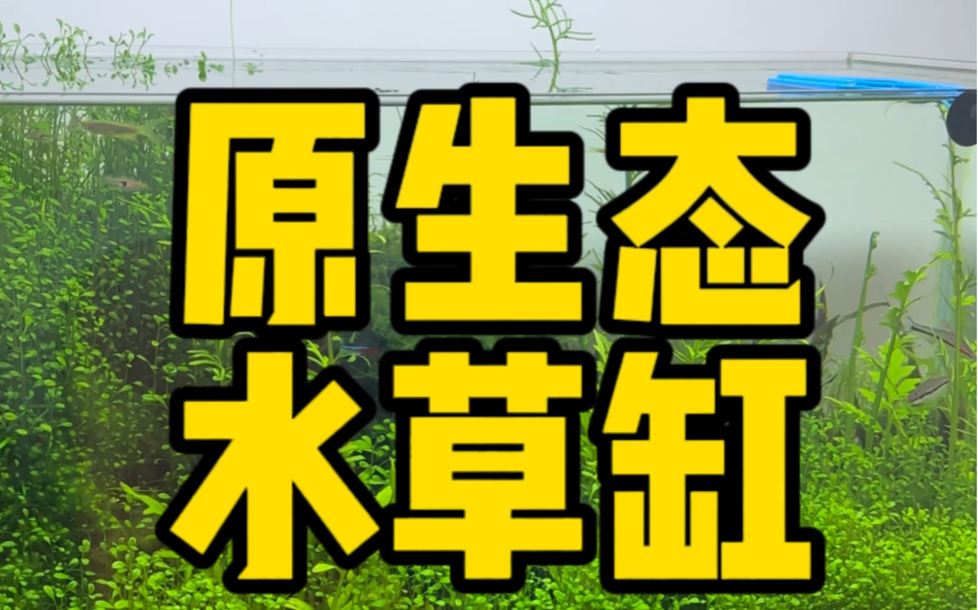 这么狂放的日本矮珍珠你见过吗?