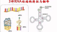 3种RNA与翻译