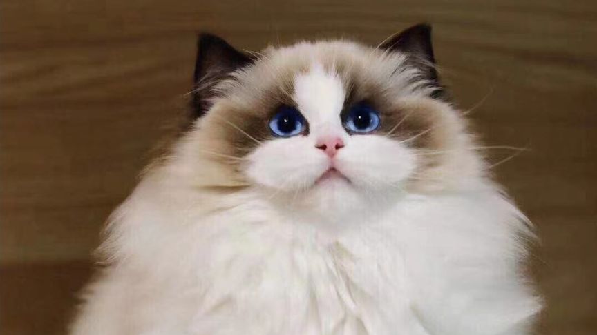 布偶猫要多少钱,高品质的各种布偶展示,波斯系的就是那么好看!