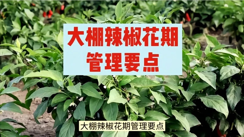 大棚辣椒花期管理要点