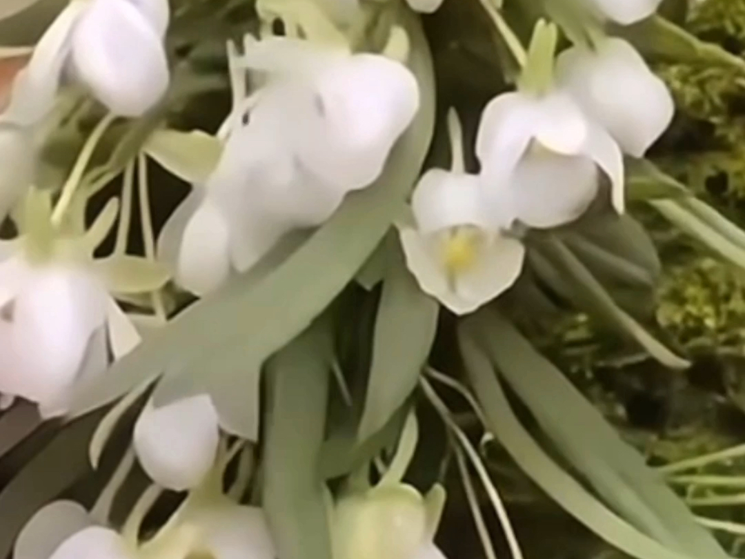 花量惊人,Centroglossa macroceras,大角花,是一种原产于巴西的超小型...