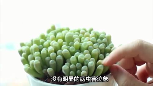 多肉佛珠的养殖,繁殖方法与注意事项有哪些