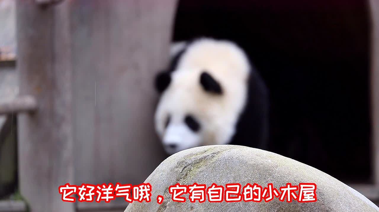 这个熊猫宝宝好洋气,它拥有来自全友家私专门定制的小木屋