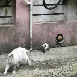 南京在逃盐水鴨 