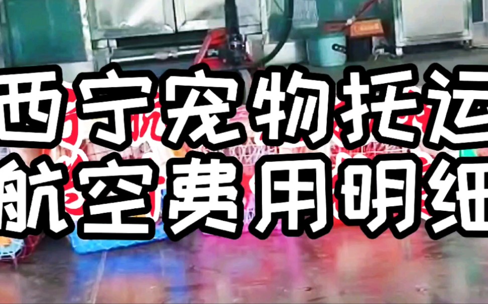 西宁宠物托运公司让您了解宠物托运费用