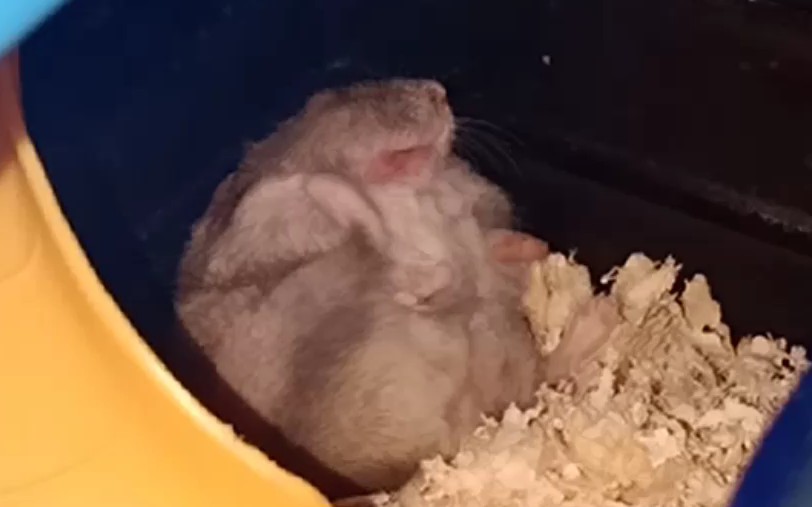 【仓鼠观察日记三】这个jio真香!