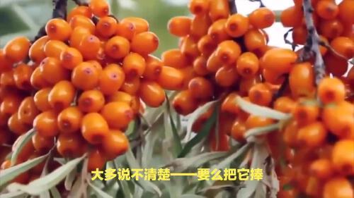 沙棘别再乱吃了!揭秘3大真实功效与家常吃法,科学养生不踩坑