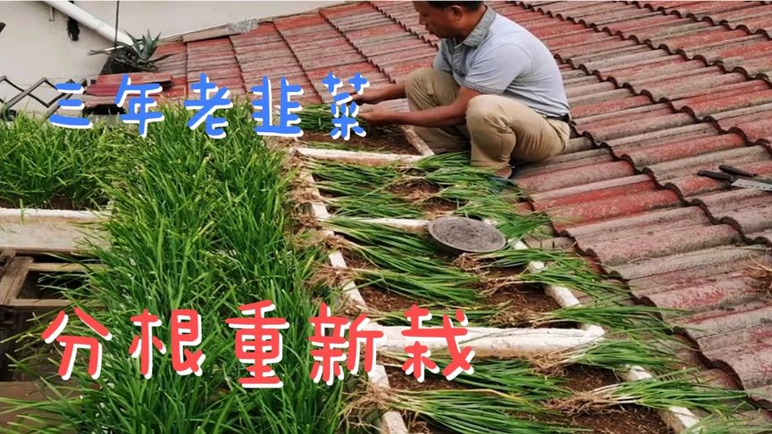 种了三年的老韭菜,越长越细!分根重新移栽又会长成新韭菜!